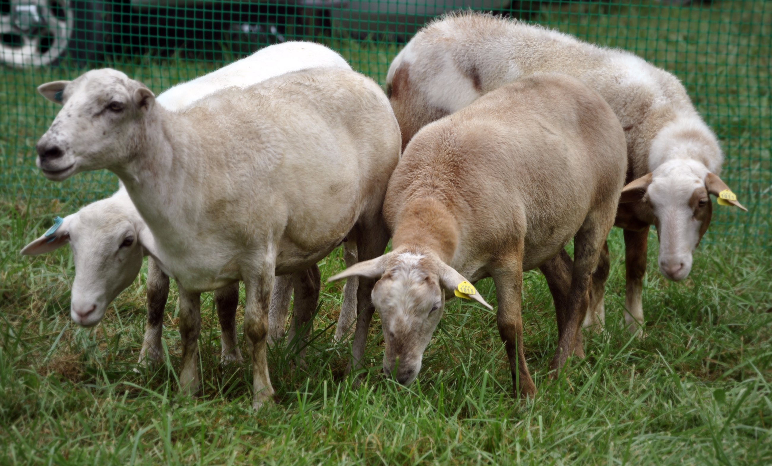 admire sheep not sheeple | chestercountyramblings