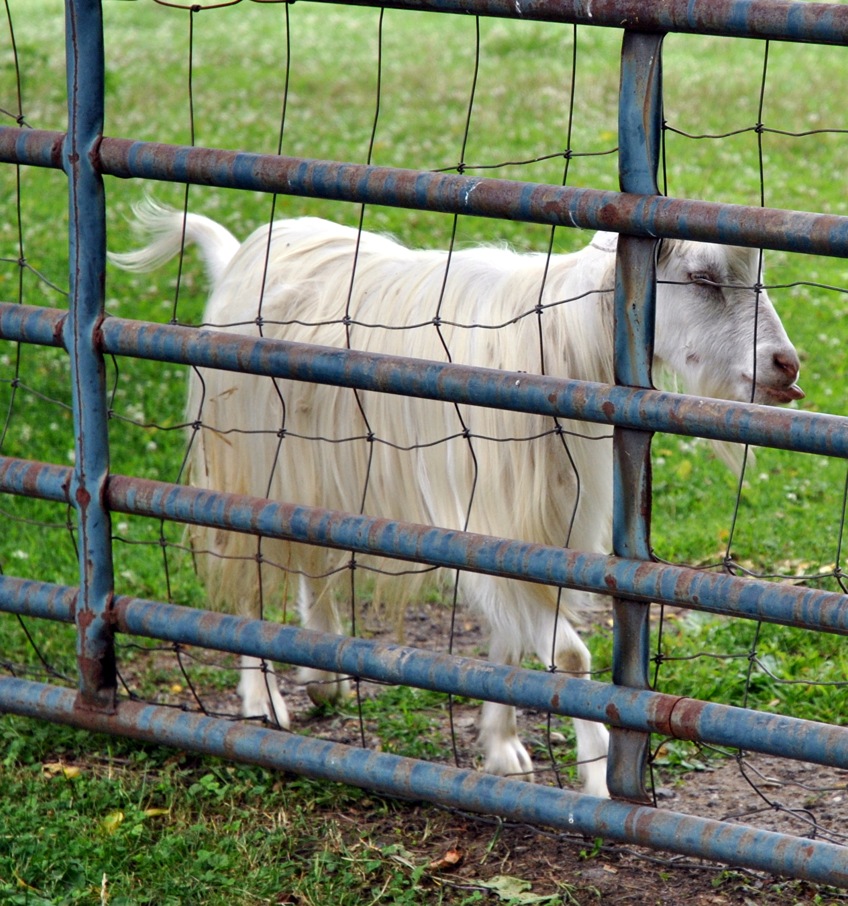 goats crack me up | chestercountyramblings