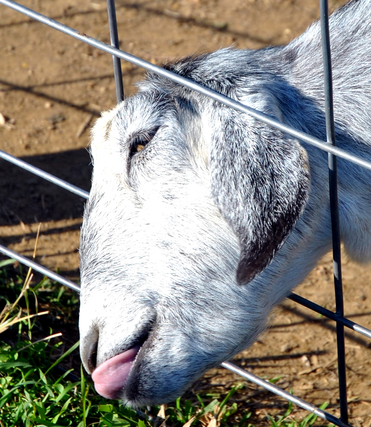 silly goat | chestercountyramblings