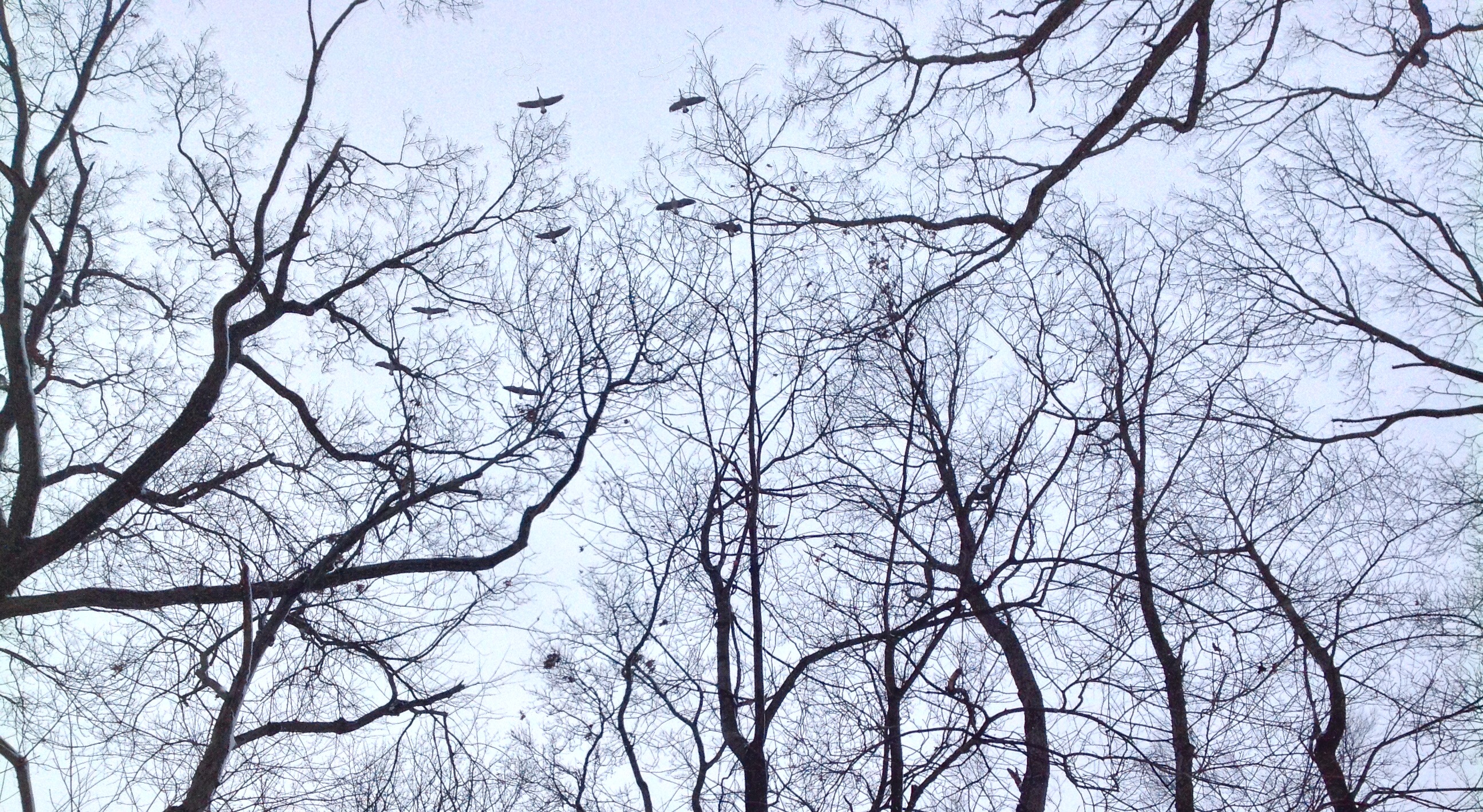winter sky | chestercountyramblings