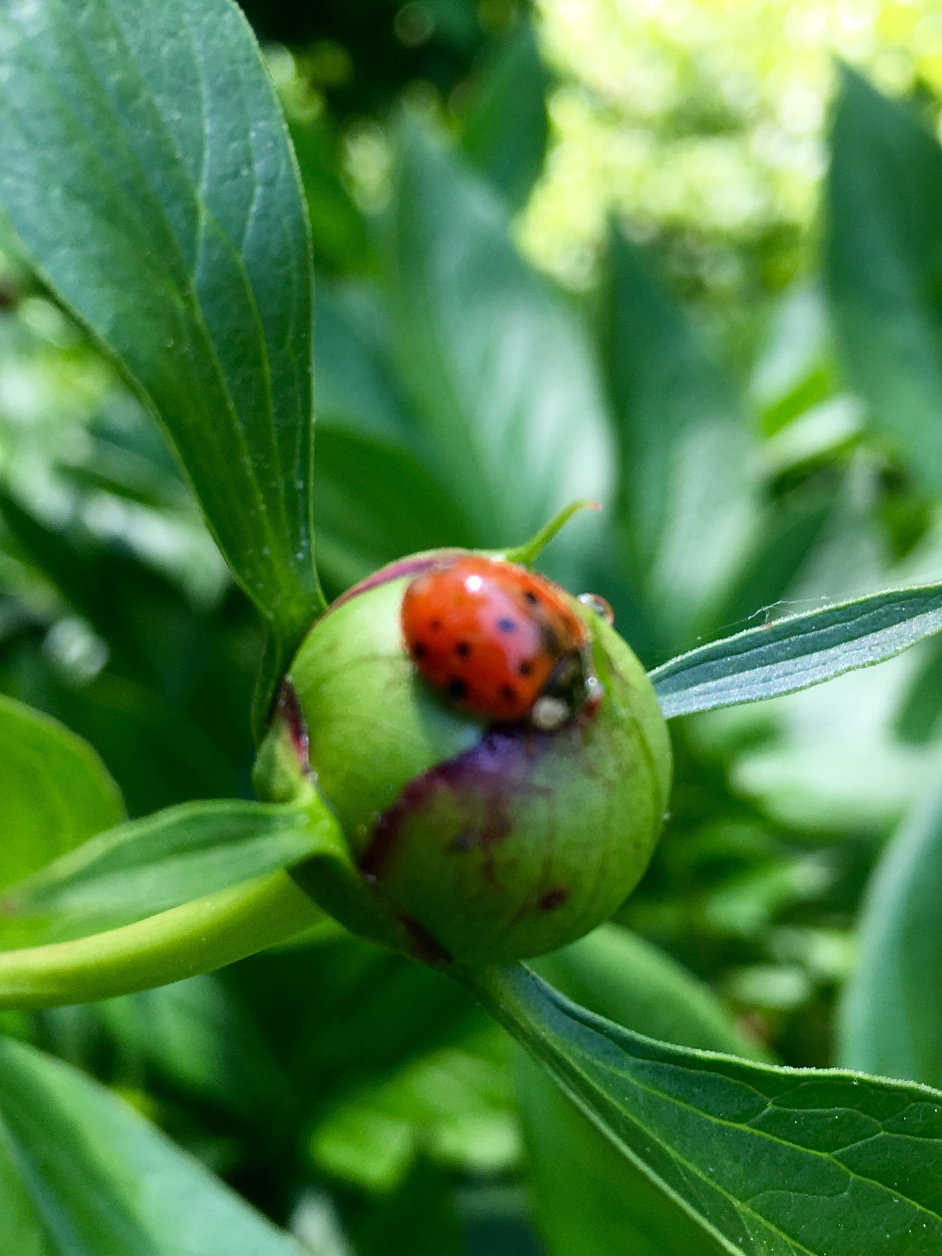 ladybug,ladybug fly away home…. | chestercountyramblings